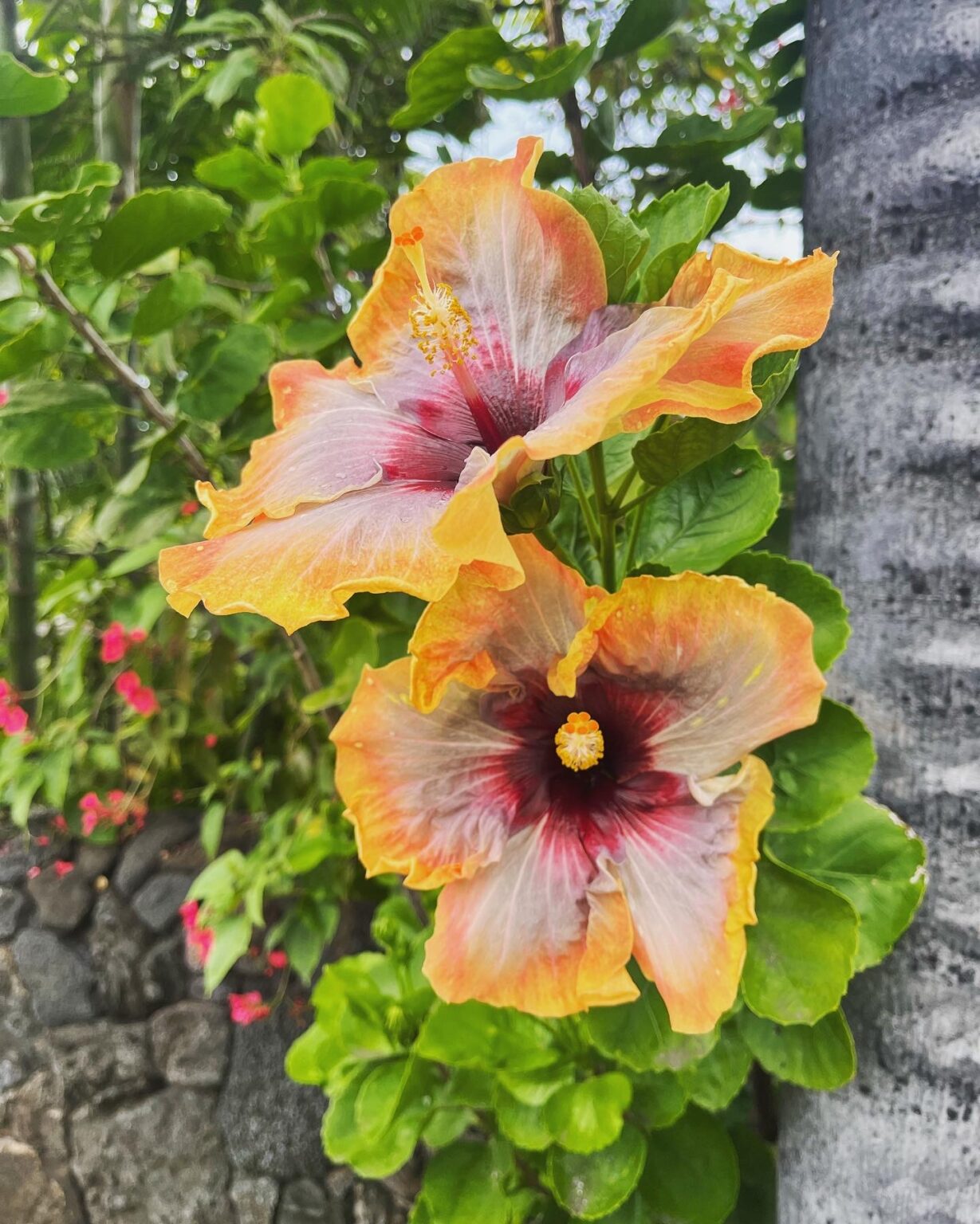 Tips for Hawaiian Landscape Design